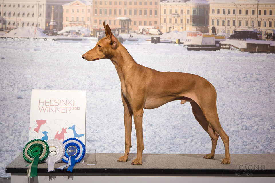 Euroopan Voittajaa, Helsinki Winneriä ja Voittajaa – Iosono